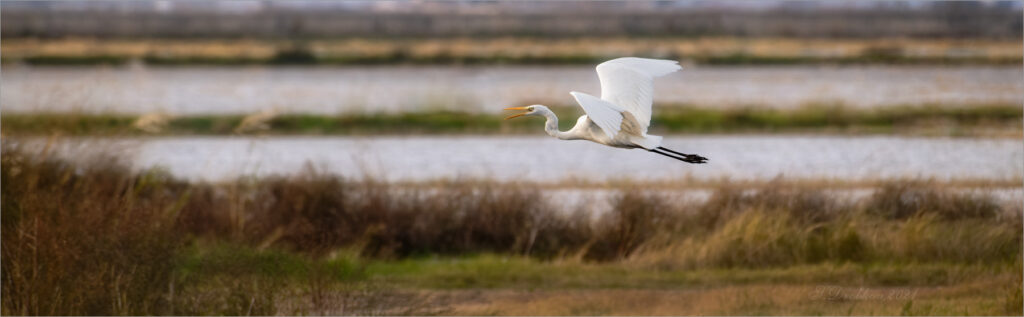 Autumn flight - fotografía de Sergey Drobkov